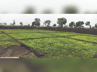 Farmers will sow paddy-maize due to change in monsoon and getting good ...