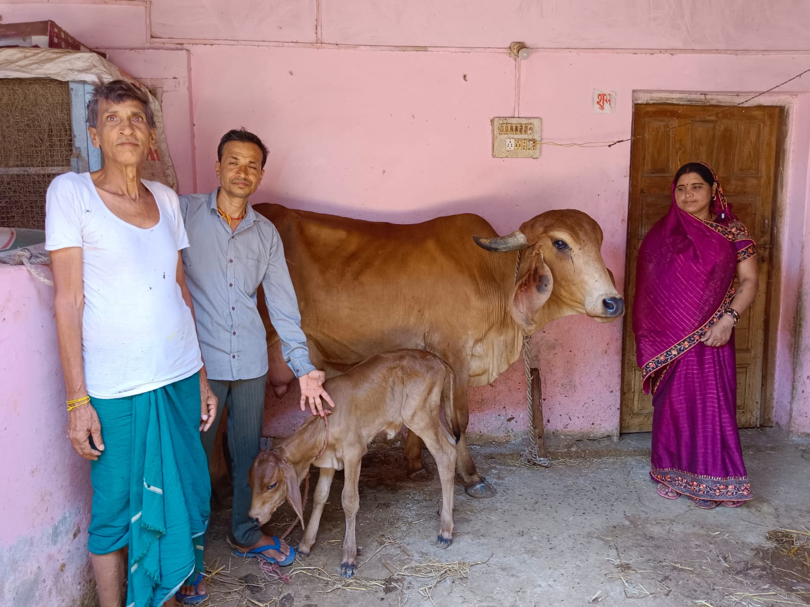 Indigenous cows of advanced breed in every house here, one thousand ...