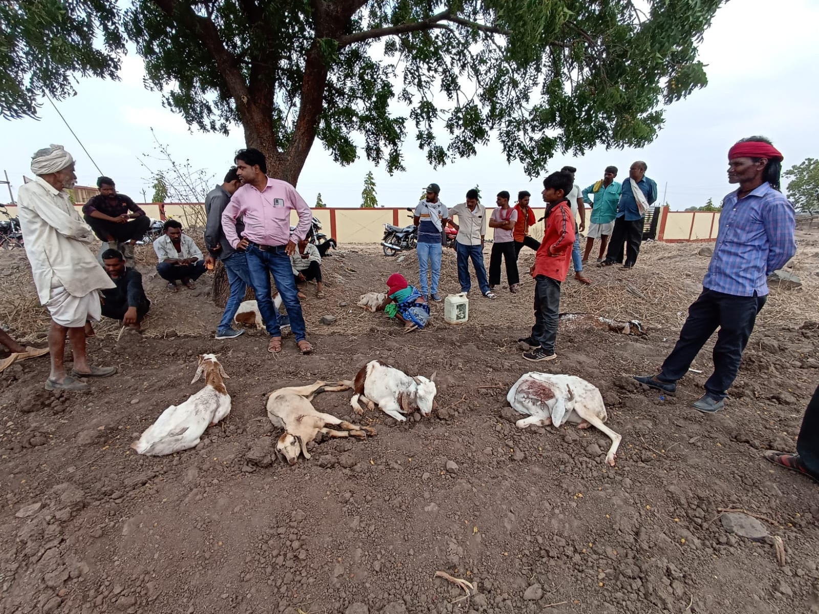 17 out of 23 goats died; Cattleman said – someone poisoned and killed ...