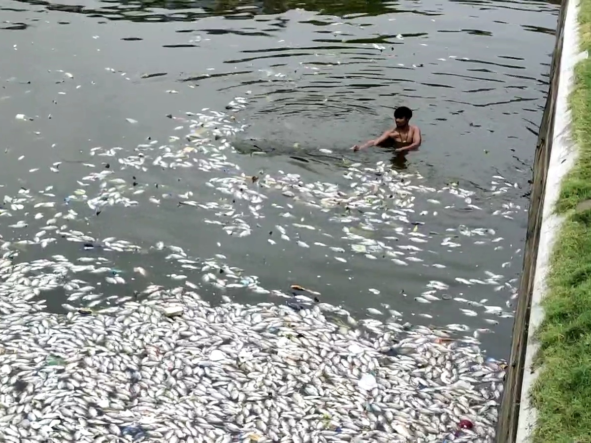Deaths are happening every year due to unknown reasons, fisheries ...