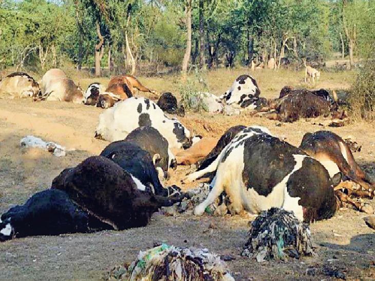 The government accepted the death of 76 thousand cows, but gave ...