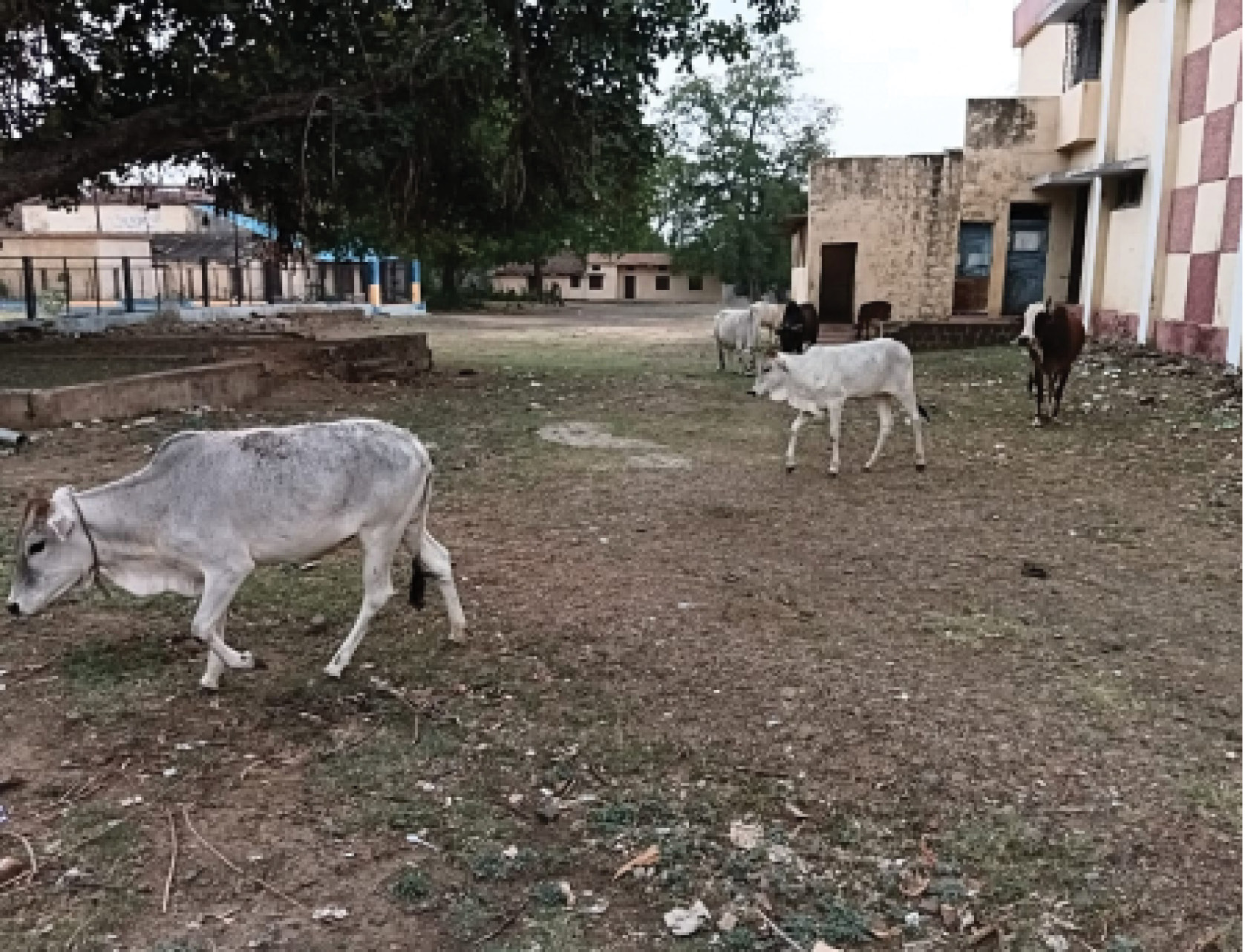 Operators took two dairy animals Jhinkani and Amavani, so far 67 shifts ...