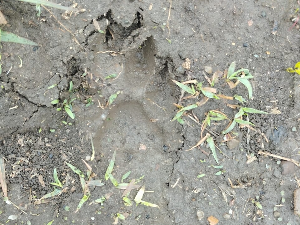 Leopard roamed in the residential area for one kilometer in the night ...