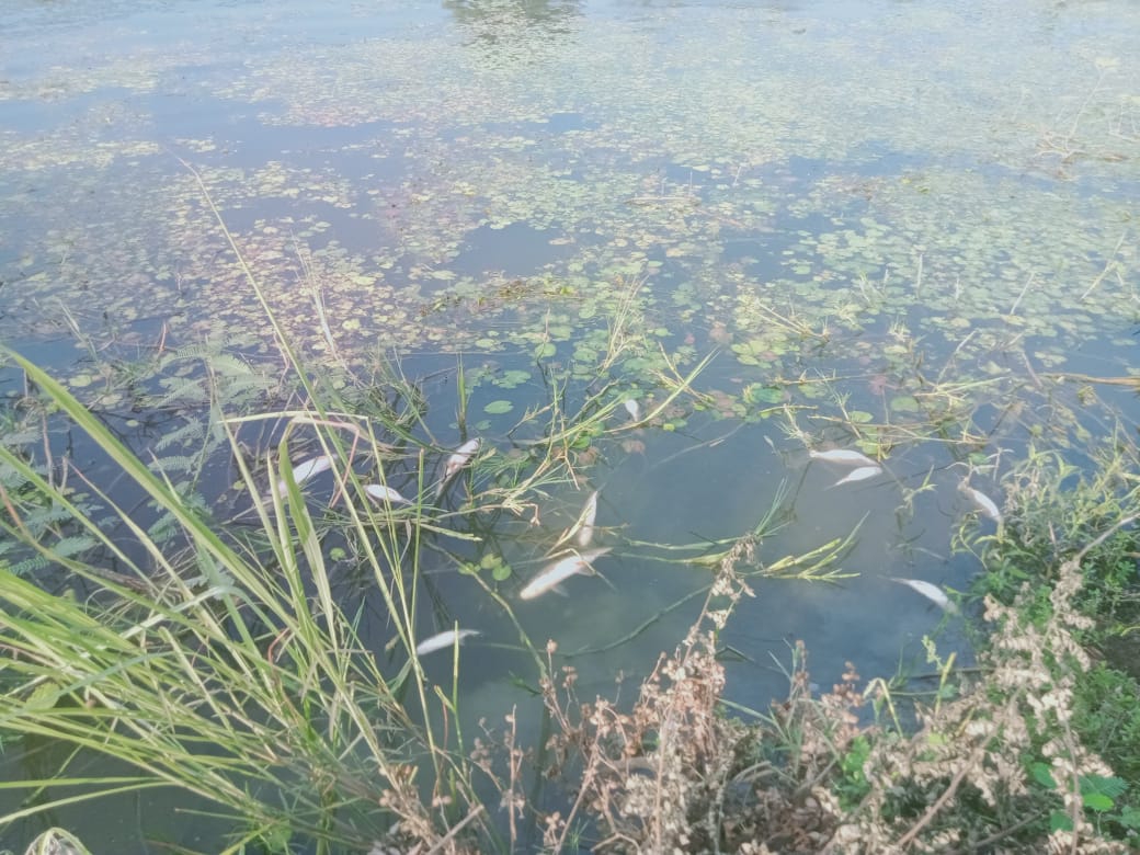 Millions of fish died in a private pond in Bettiah, the victim is pleading for justice in the ...