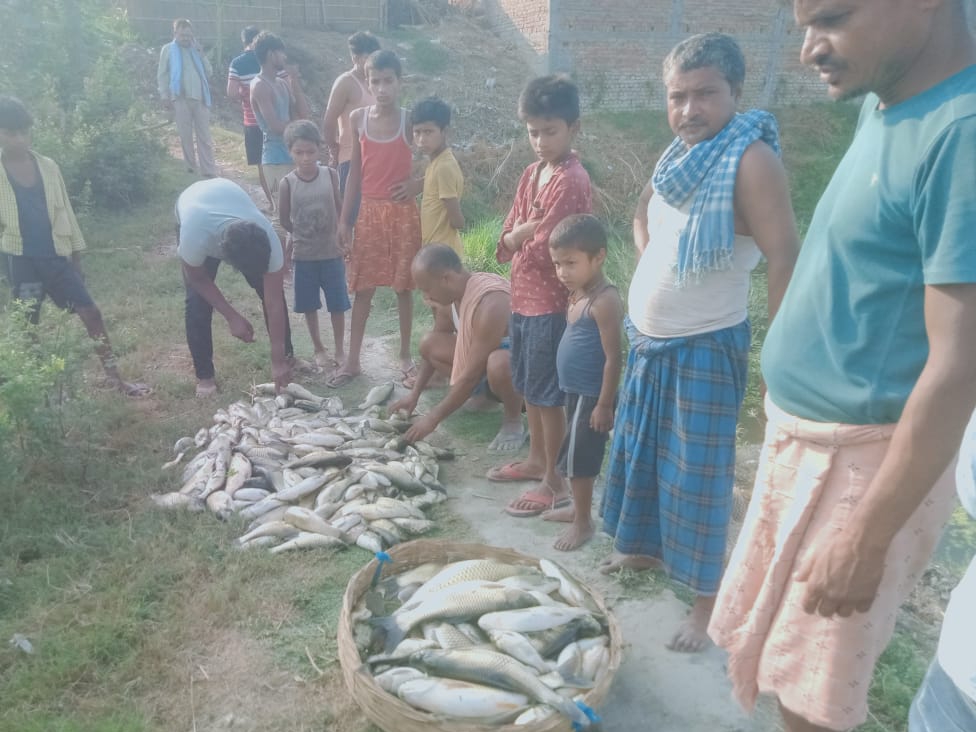 Millions of fish died in a private pond in Bettiah, the victim is pleading for justice in the ...