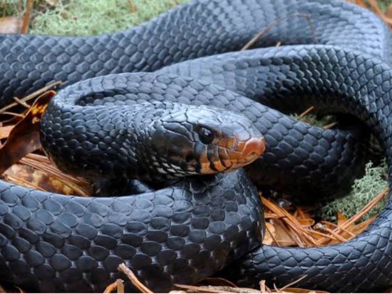 10-year-old girl dies of snake bite, relatives beat snake to death ...