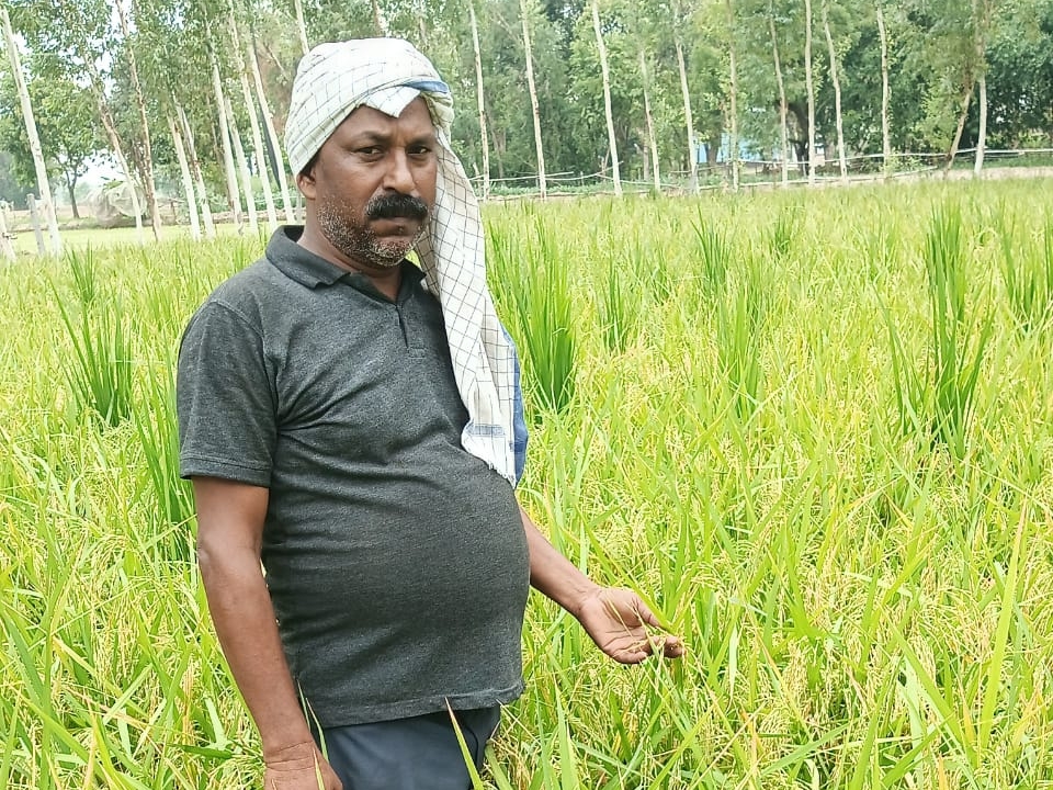 Paddy crop is ready after ripening in June, not in October | किसान ...