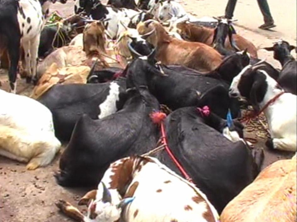 Goats are being sold from 10 thousand to 1.5 lakh, buyers and sellers ...