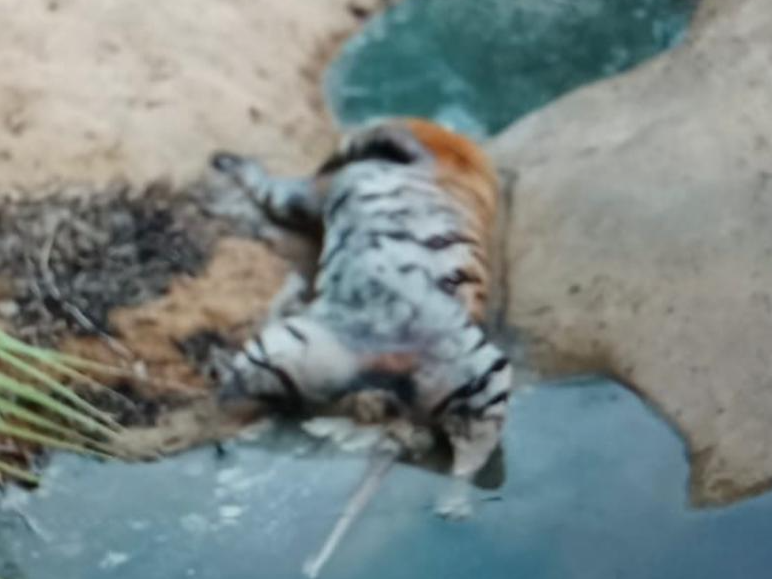 5 days old dead body of tiger found in mutilated condition | एसटीआर में ...