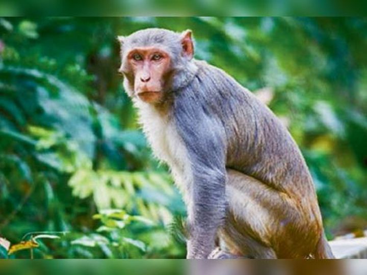 Hunters called to drive away monkeys from the village are giving rice ...