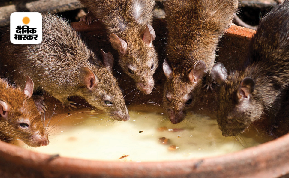 Once upon a time they came on ships, now they are attacking other ...