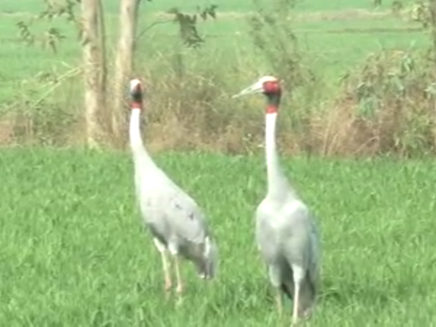 Campaign launched for counting and protection of state bird stork ...