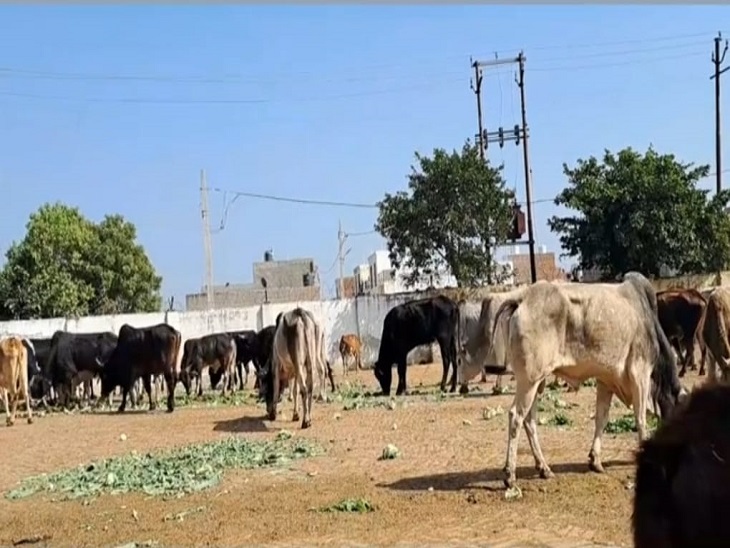 NGO kept 700 cows alive for 4 months by taking loan, caucus delayed ...