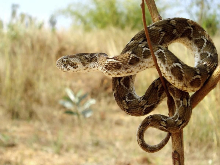 Josab Khan was bitten twice in a week by a snake, the family found and ...