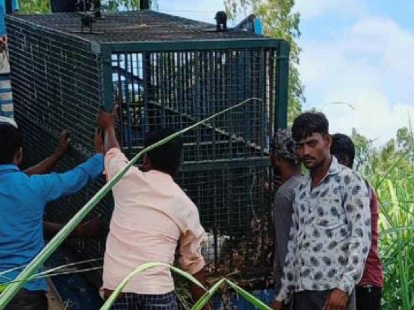 Camped in the villages bordering the forest, two cages were also ...