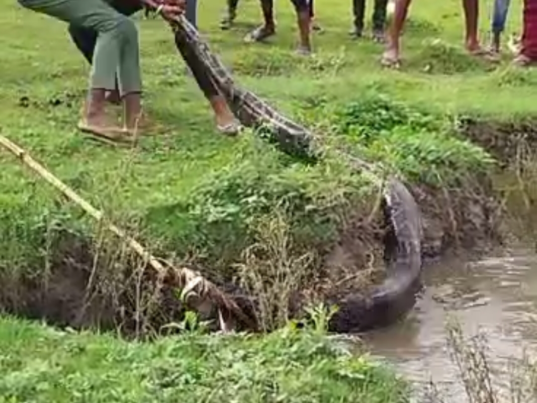 The villagers tried to save the goat by taking it out, but could not ...