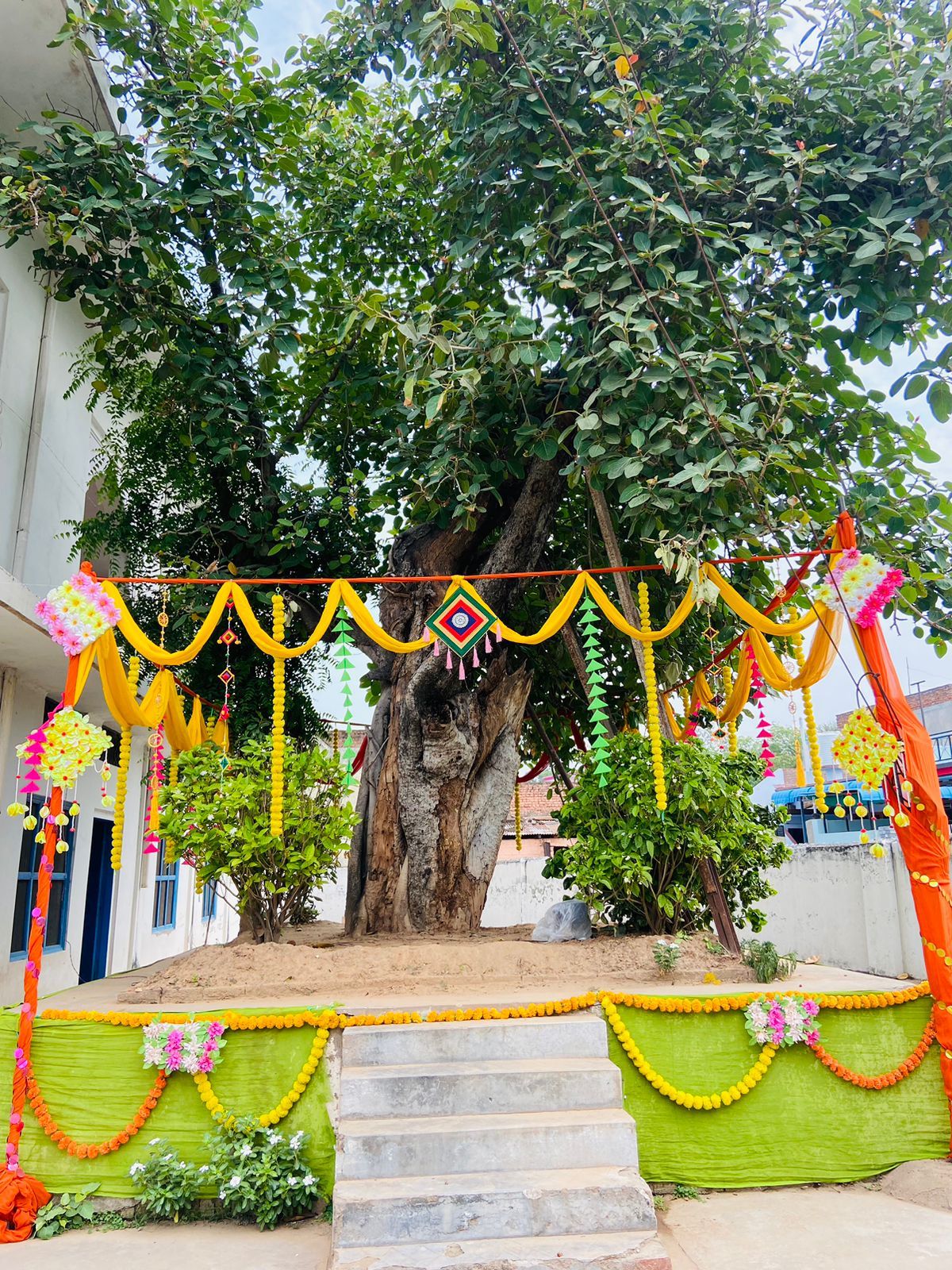 Botanist will conserve ancient banyan tree located in Gurdwara Barota ...