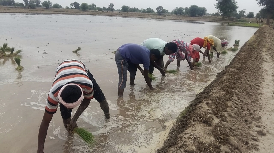 Planting of paddy is expected to start in 2000 hectares in Jaitsar area ...