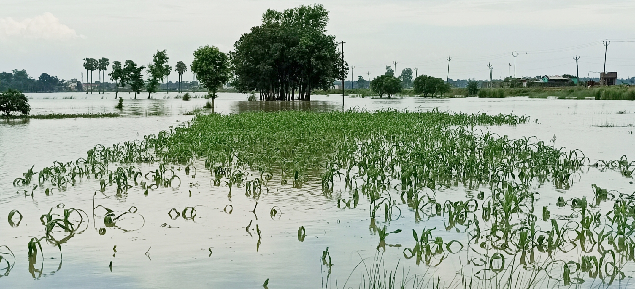 Water spread in Badhar in one and a half dozen villages of Madhepur ...