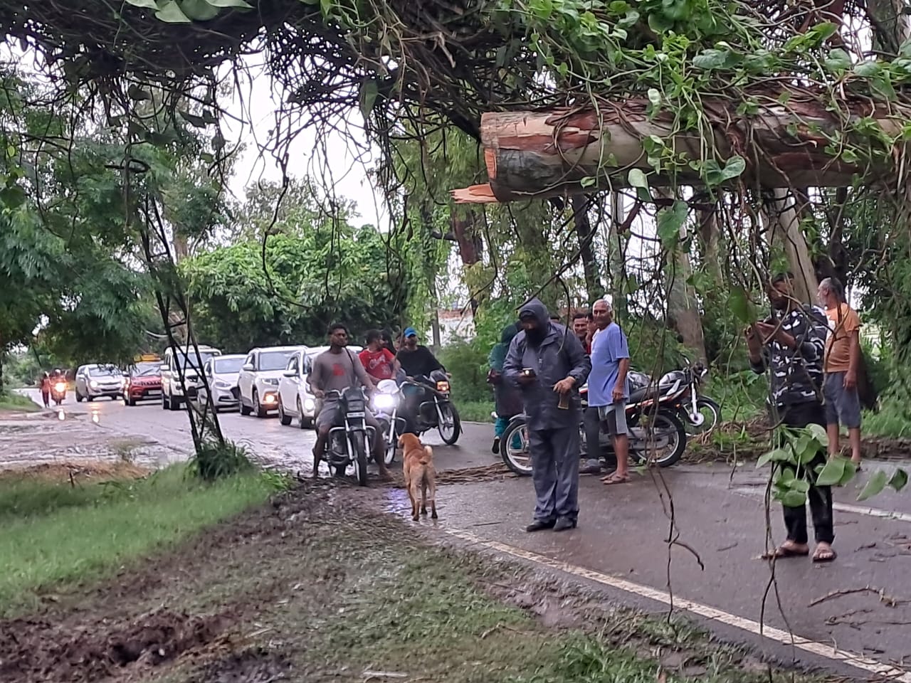 On the Alawalpur-Adampur road, two big trees of white fell on the ...