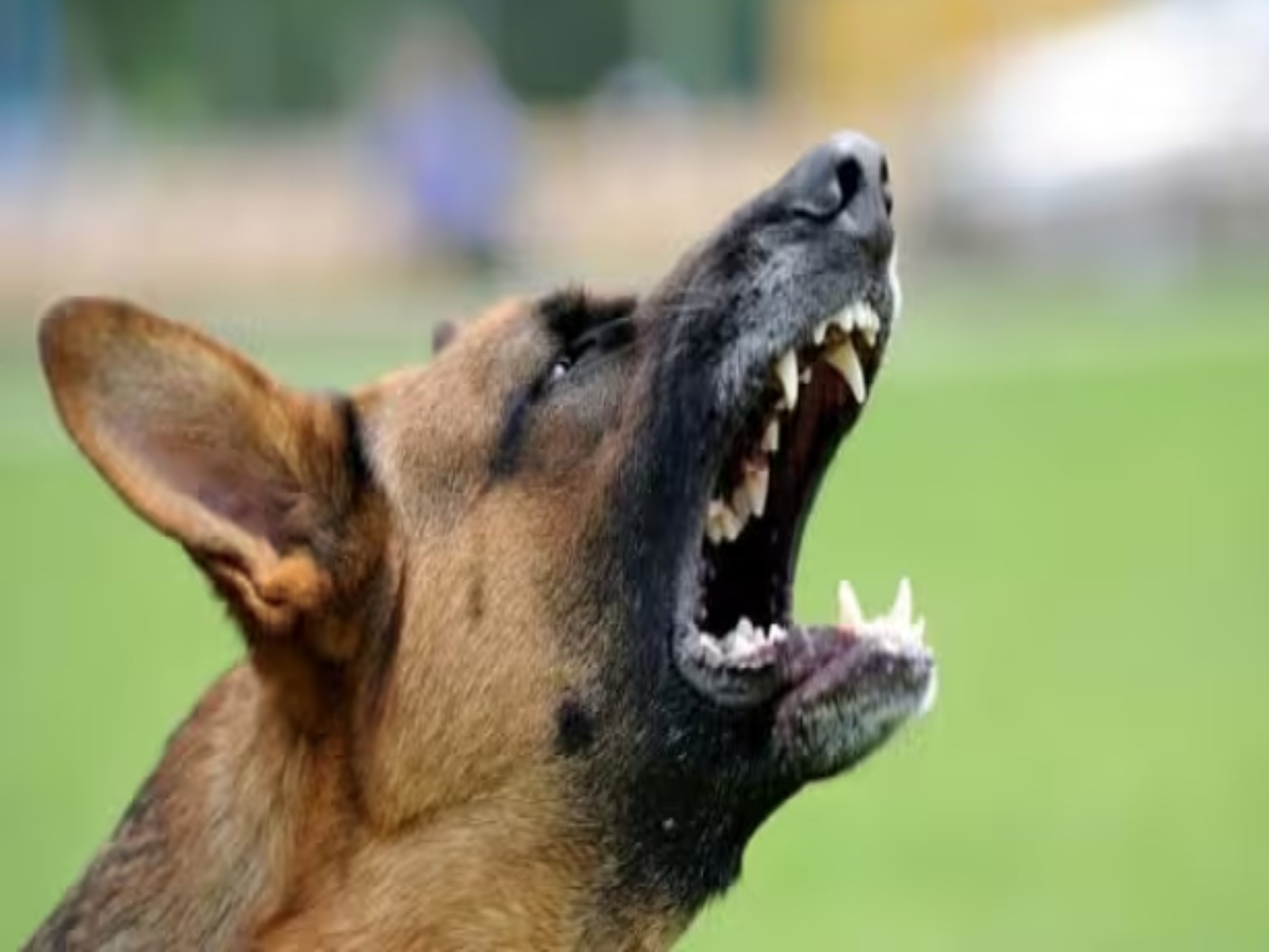 Dreaded Stray Dogs scratched daily 121, have bitten 21843 people this ...