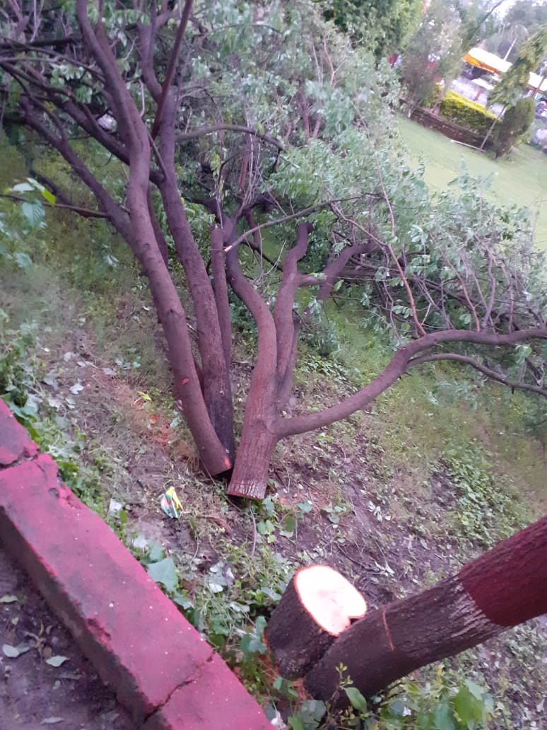 2 sandalwood trees cut from Pashupatinath temple cafeteria, 2 security ...