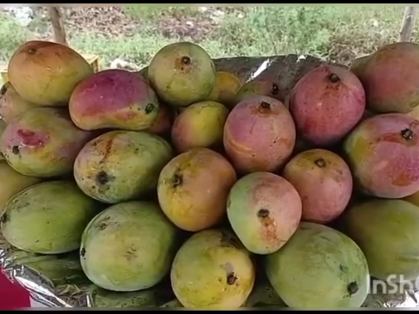 Famous mangoes Amrapali and Mallika will have a stall at the ...