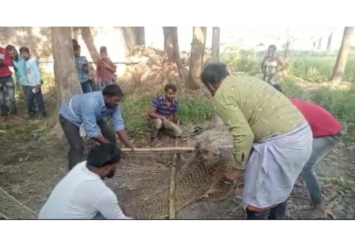 Monkeys bite 10 in Jiradei, two monkeys caught in 4 hours of rescue ...