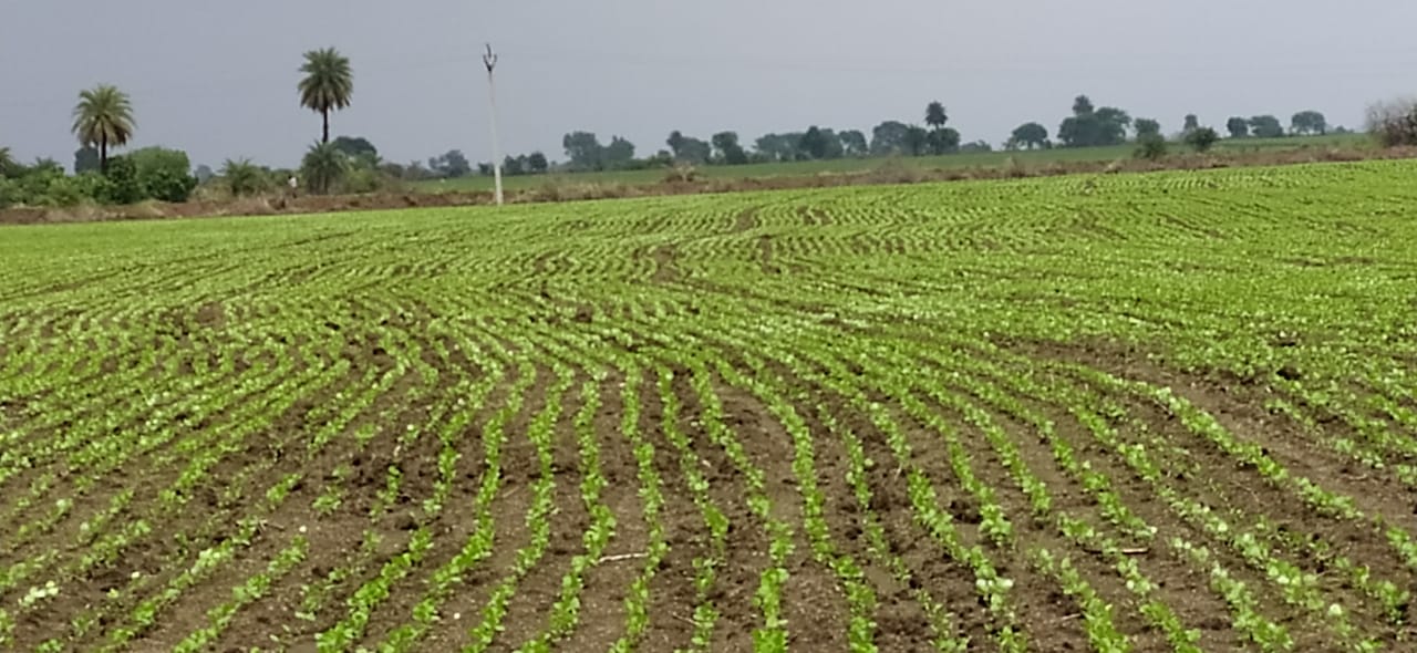Soybean and urad crops are prone to weeds due to intermittent rains for ...