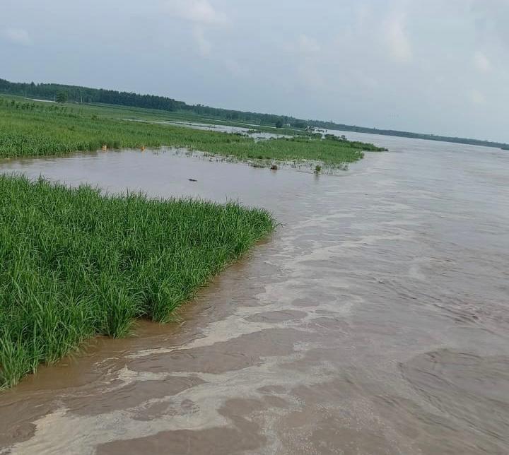The flood water of Yamuna river submerged the crops of Nagli and ...