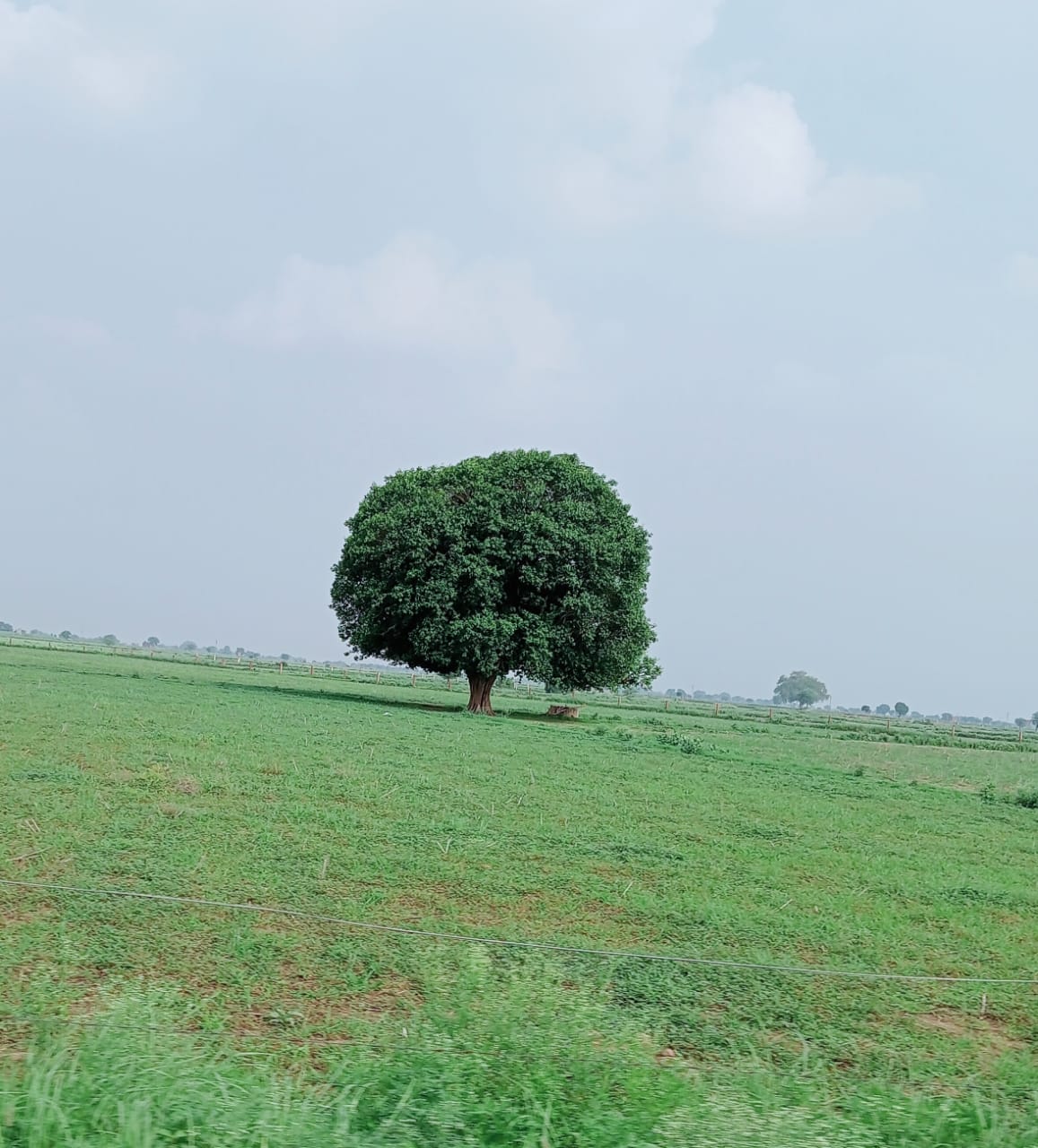 Weed after the rain, the lonely Peepal tree is tempting people | बारिश ...