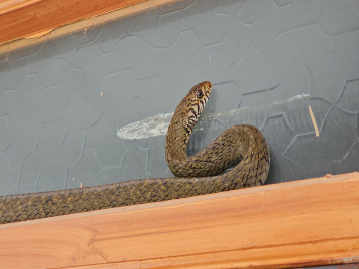 Rajasthan Cobra Rescue Operation Photos; 9 Feet Long Snake Found In ...