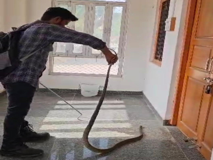 Rajasthan Cobra Rescue Operation Photos; 9 Feet Long Snake Found In ...
