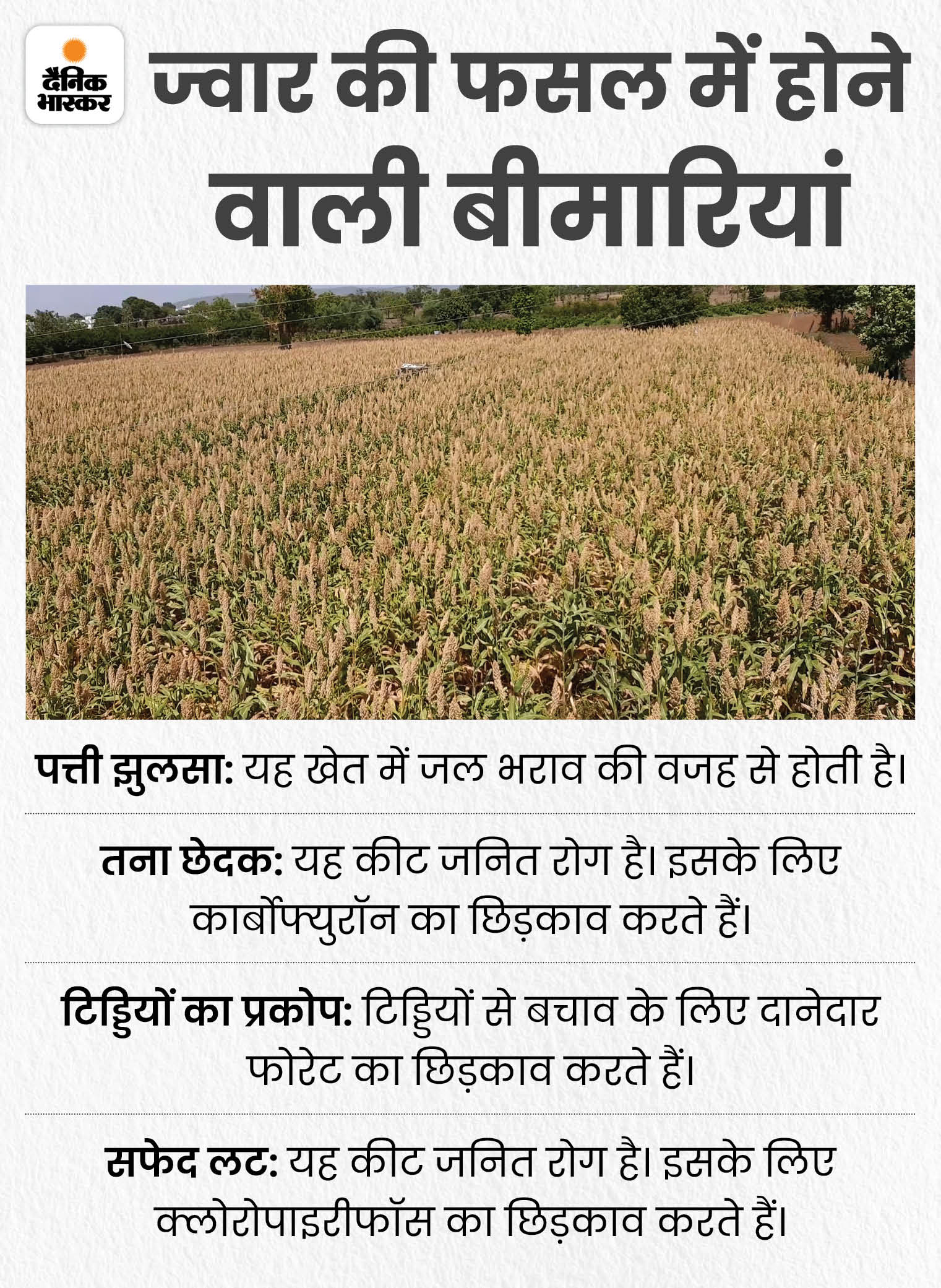 Jwar ki Kheti; Madhya Pradesh Chhindwara Farmer Success Story | बेमौसम ...