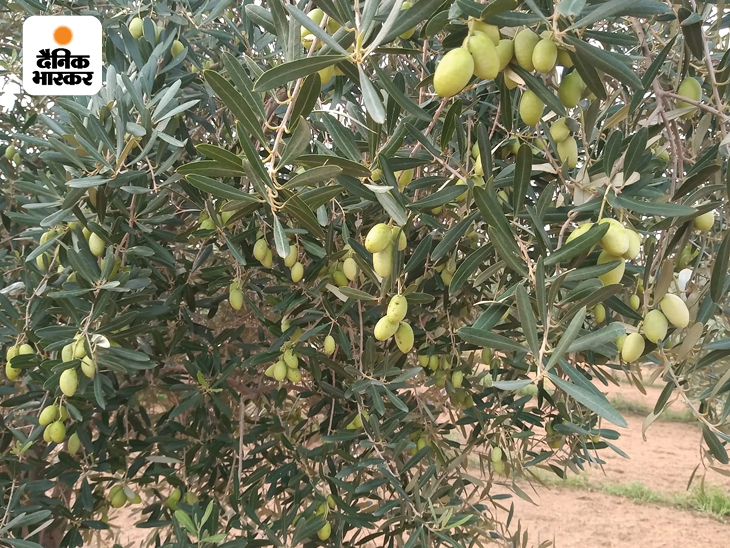 Jaitun Kheti Success Story; Rajasthan Farmer Earns Lakhs Annually In Jhunjhunu | 1000 साल जीने ...