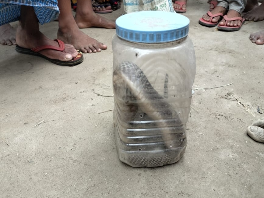 Children playing in Bagaha saw a snake, snake catcher did the rescue ...