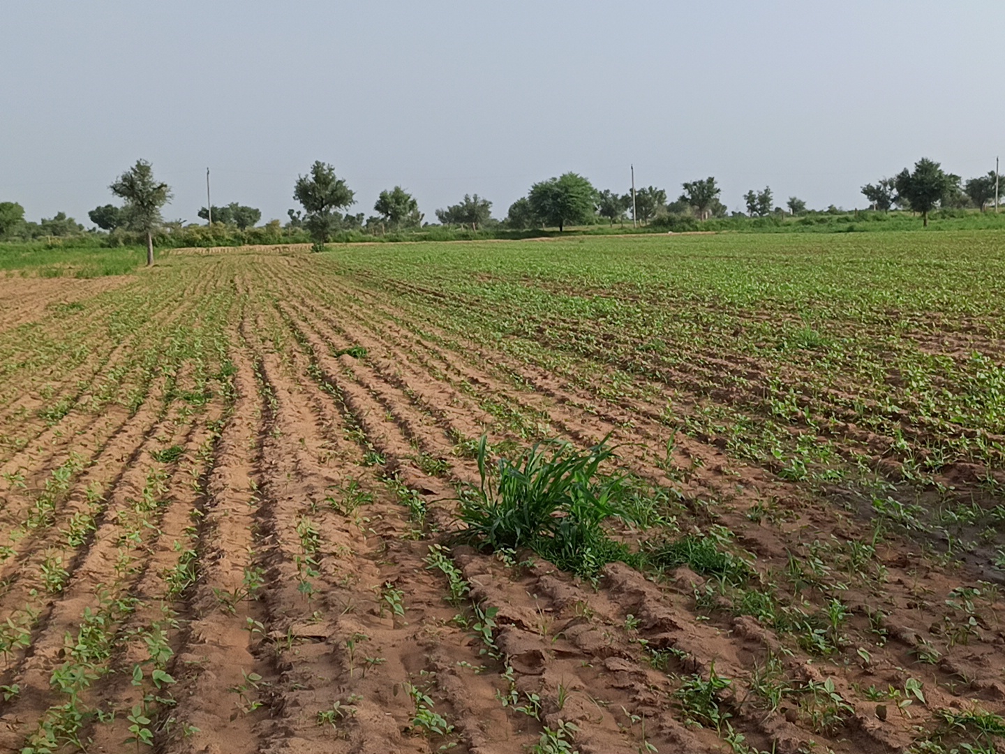The thread growing in the fields, causing damage to the crops | लाडनूं ...