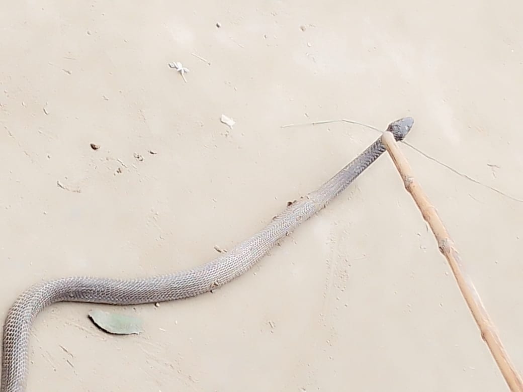 Children playing in Bagaha saw a snake, snake catcher did the rescue ...