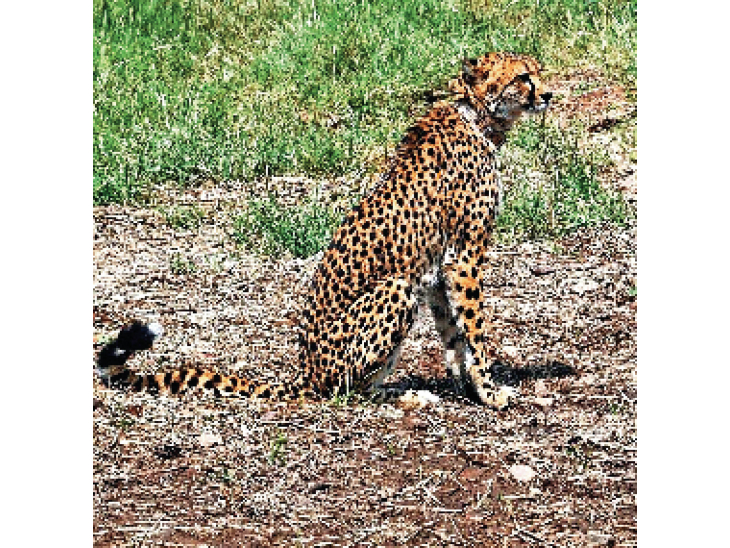 Infection from the radio collar of the cheetah's neck, the wound spread ...
