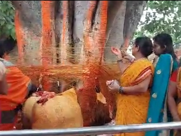 Women are worshiping by wrapping thread in banyan tree, wishing for ...