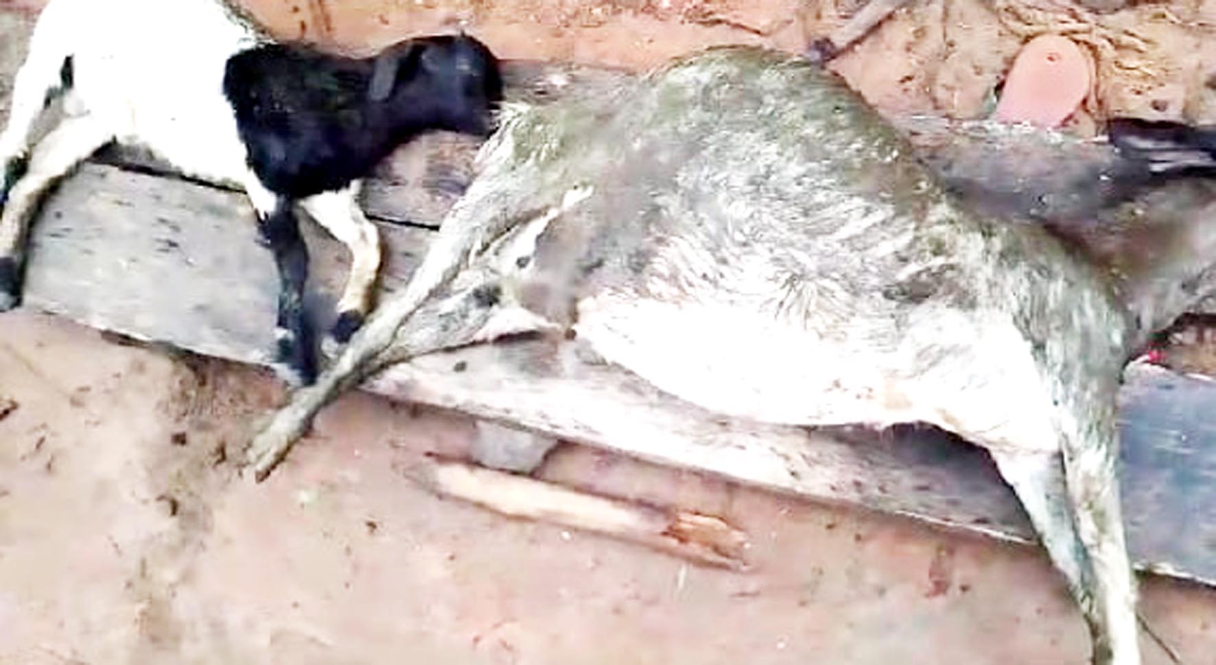 Two goats died due to lightning, the woman bought them on loan from SHG ...