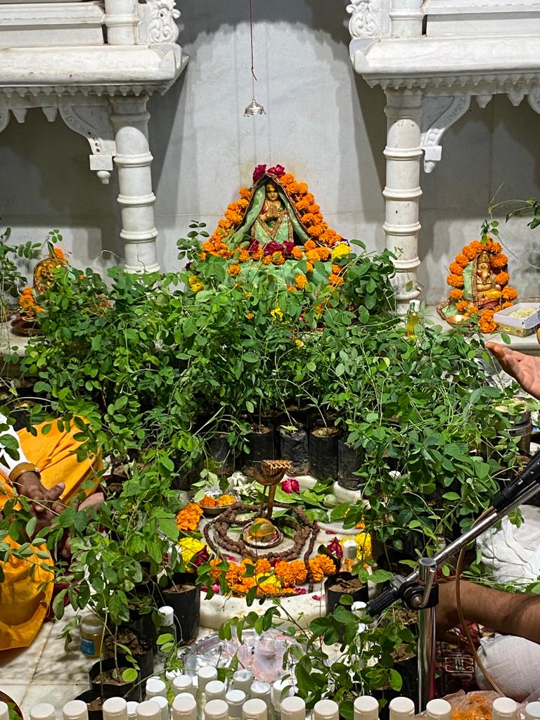 Aparajita plants were offered to Mahadev in Amleshwar temple ...