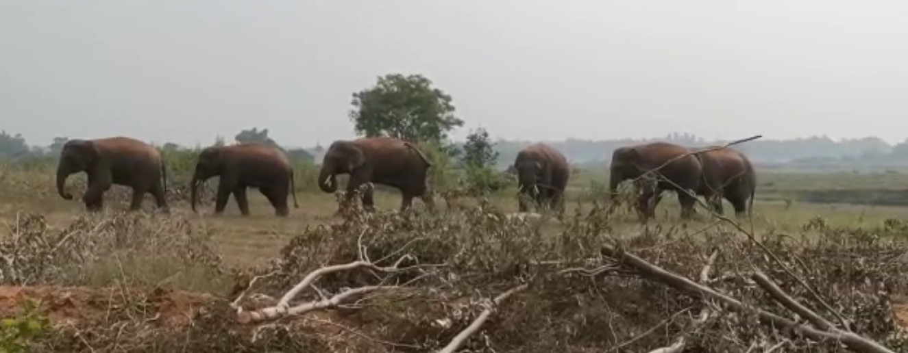 Elephant Corridor plan did not come out of paper, elephants killed ...