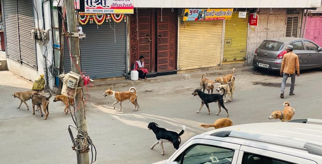 Who caught stray dogs? CMO in his officer Mundi; Babu became the ...