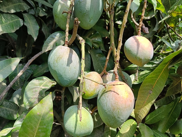 The names of mangoes that grow on trees are Jahangir, Patthar ...