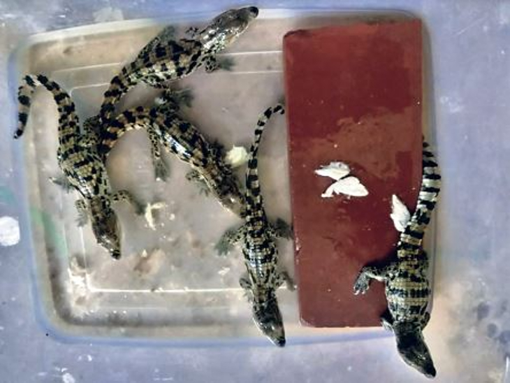 For the first time in Jharkhand, five crocodile hatchlings hatched in ...