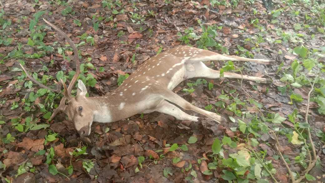 Deer separated from the herd and reached the township, was run over and ...