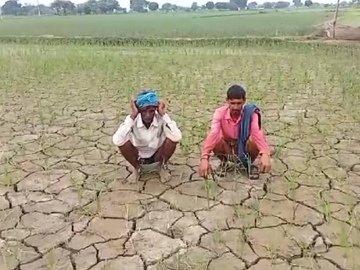 Due to power cut, lack of irrigation | दतिया में सूख रही धान की फसल ...