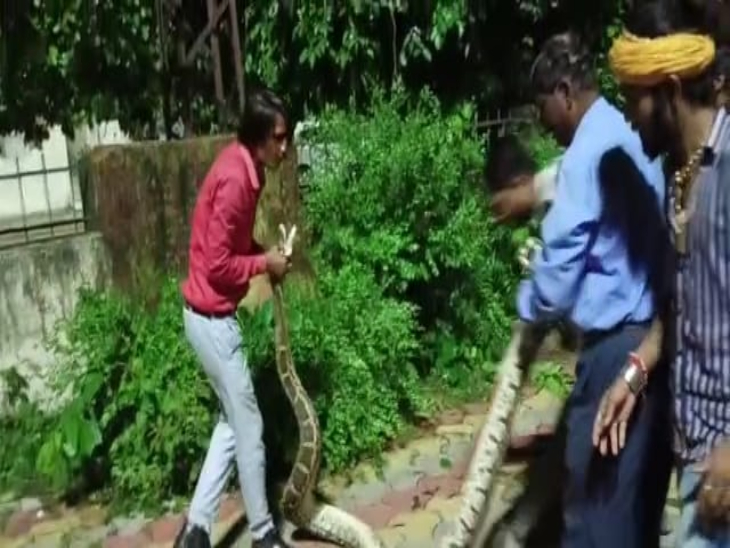 There was a stir after seeing a 12-feet python, caught and released in ...