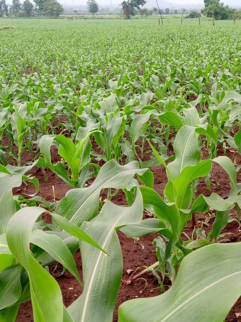 Farmers sowed Kharif crops in 48885 hectares in Rahli, area decreased ...